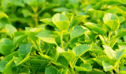 What Material is Ramie? - Plastic Free Reviews